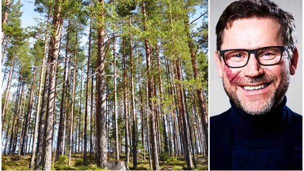 Norrskog: Skogsägare måste självklart få betalt - Altinget