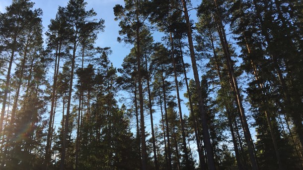 Norrskog: Skogsstyrelsen, storkapitalet och miljörörelsen blundar hårt ...