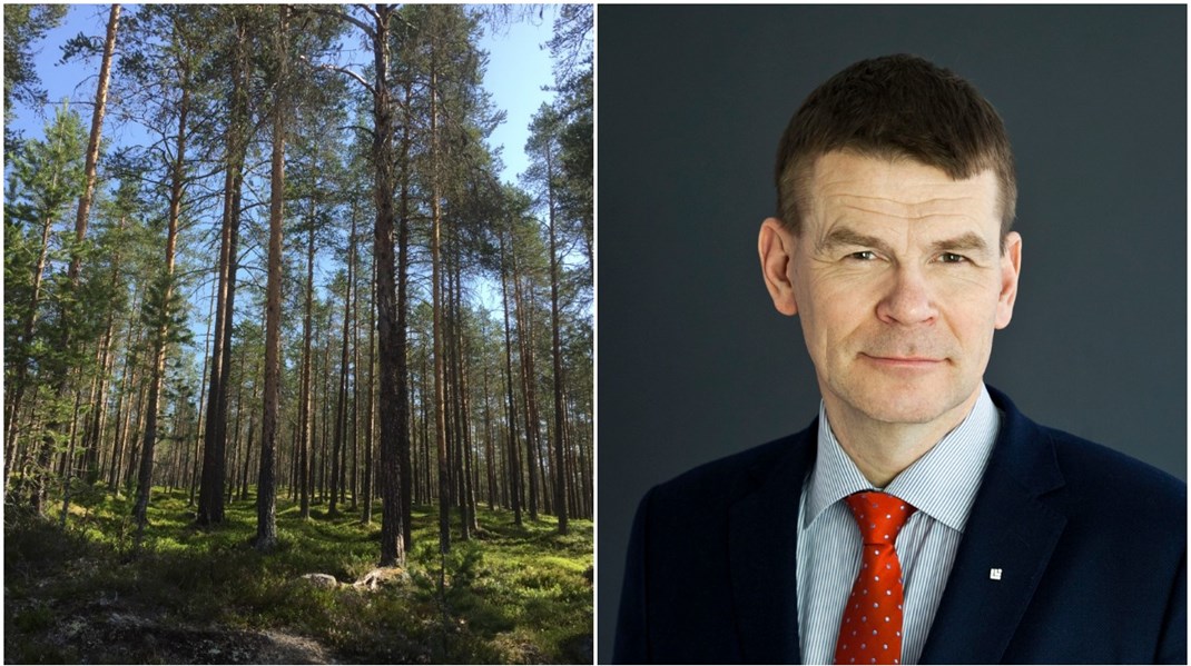 Skogsstyrelsens sparförslag: Slopa avverkningsanmälningarna - Altinget