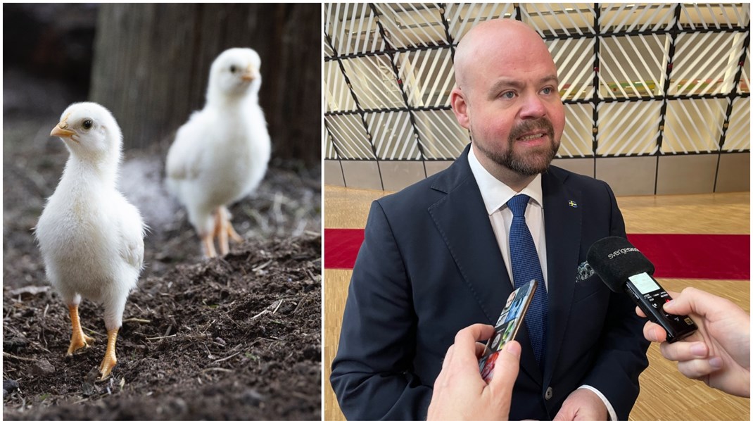 Varför blundar du för kycklingskandalerna, Peter Kullgren? - Altinget