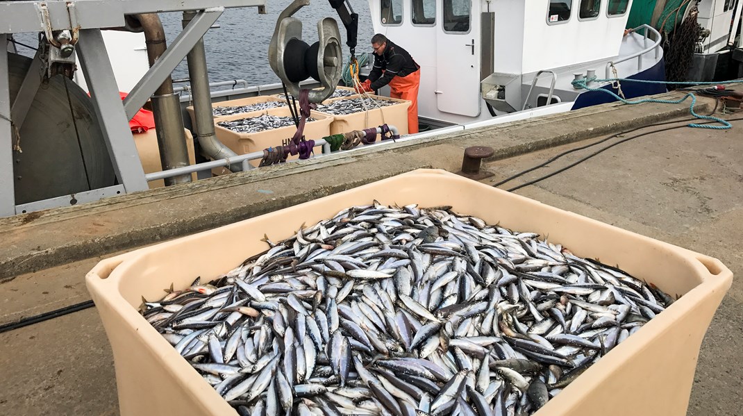 Slutreplik: Stralka förolämpar svenska yrkesfiskare - Altinget